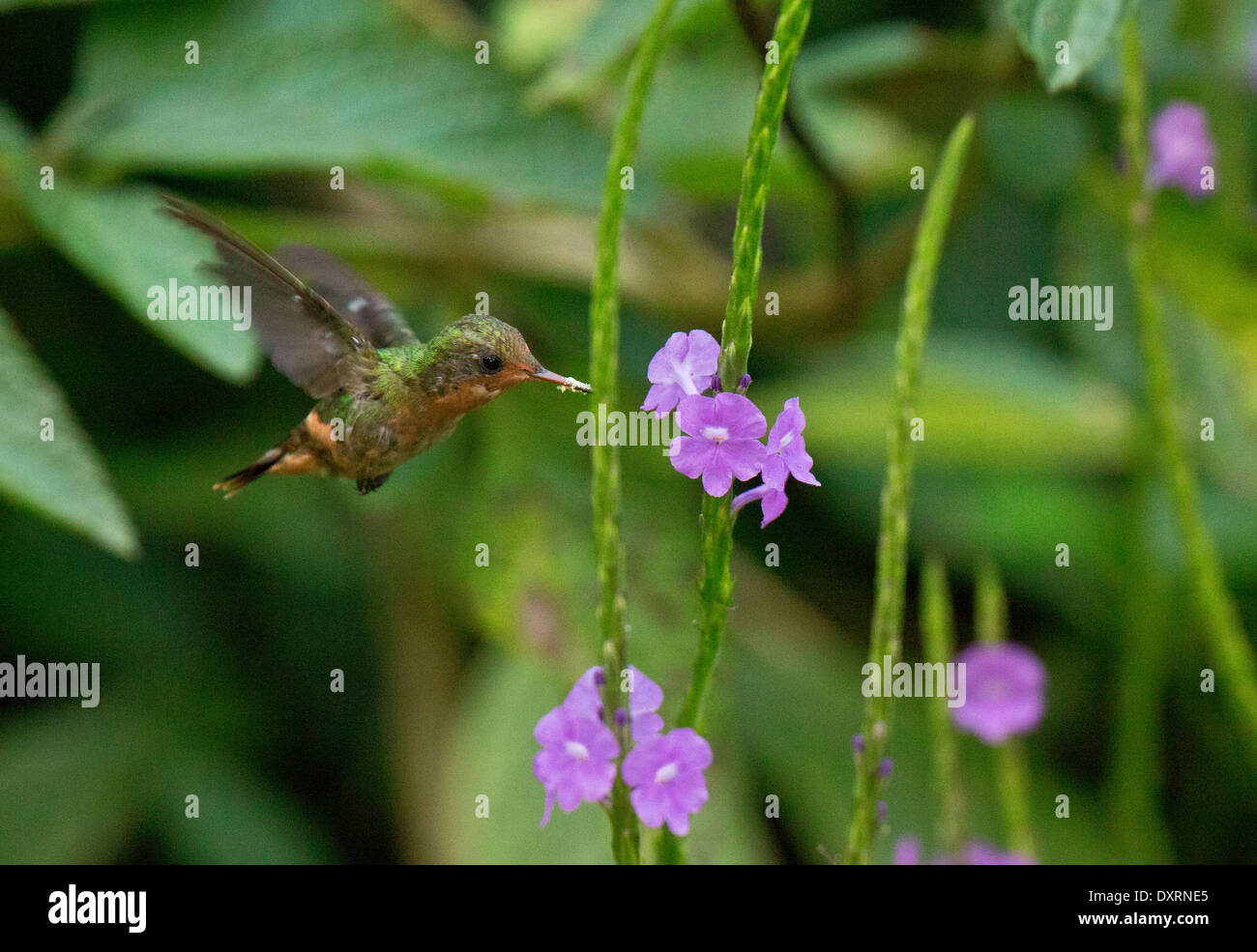 Tufted coquette hummingbird hi-res stock photography and images - Alamy