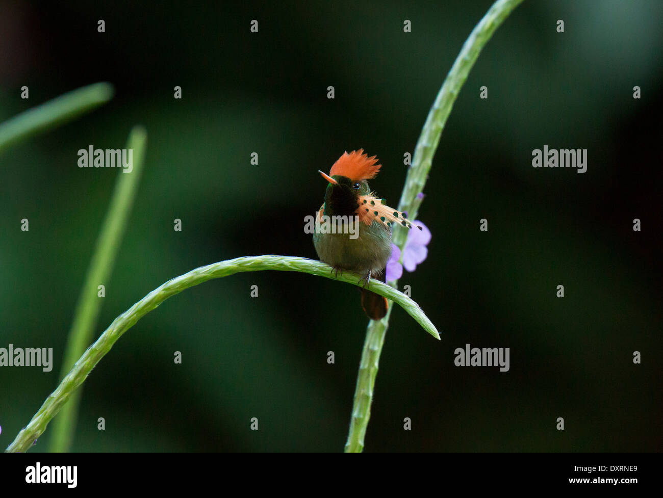 Tufted coquette hummingbird hi-res stock photography and images - Alamy