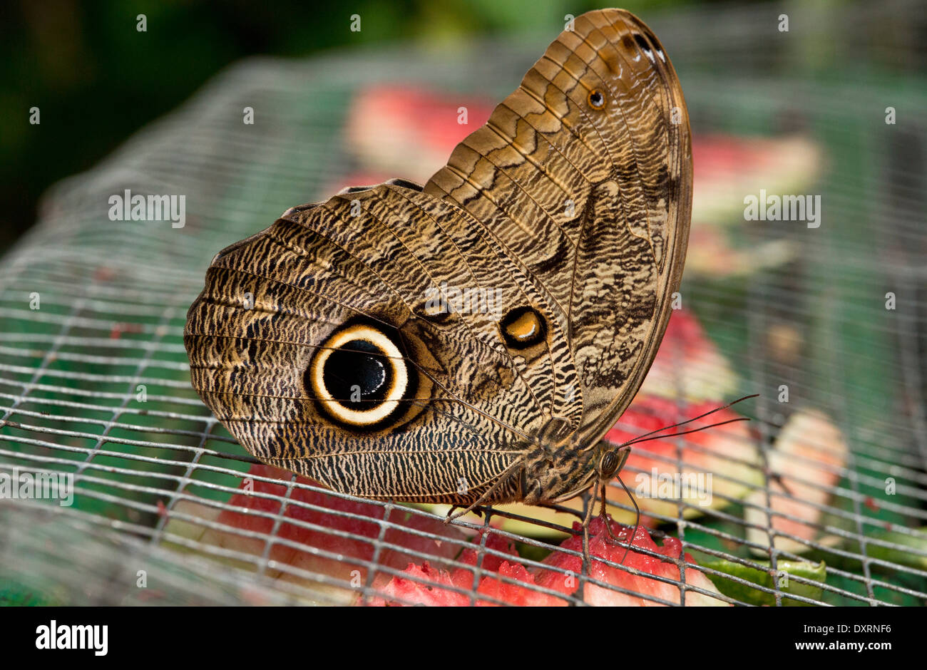 Butterflies of trinidad hi-res stock photography and images - Alamy