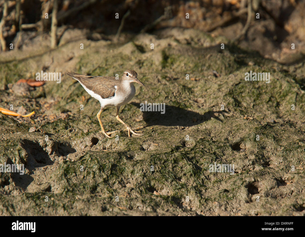 Spotted Sandpiper, Actitis macularius = Actitis macularia; non-breeding ...