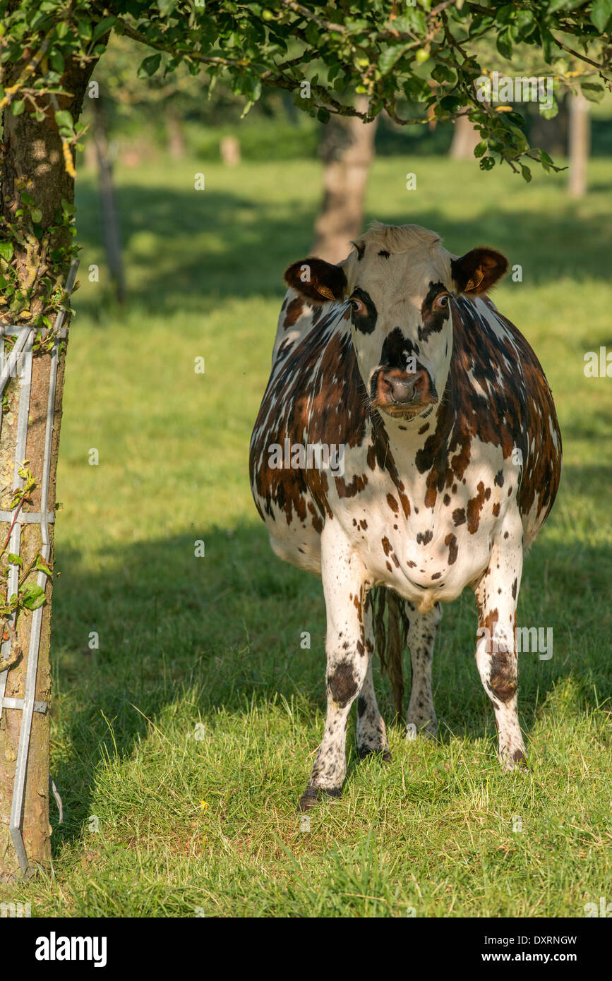 Normand cow breed hi-res stock photography and images - Alamy