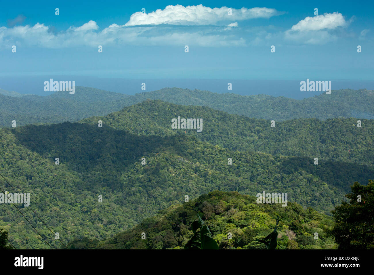 The forested protected Northern Range Mountains near Blanchisseuse ...