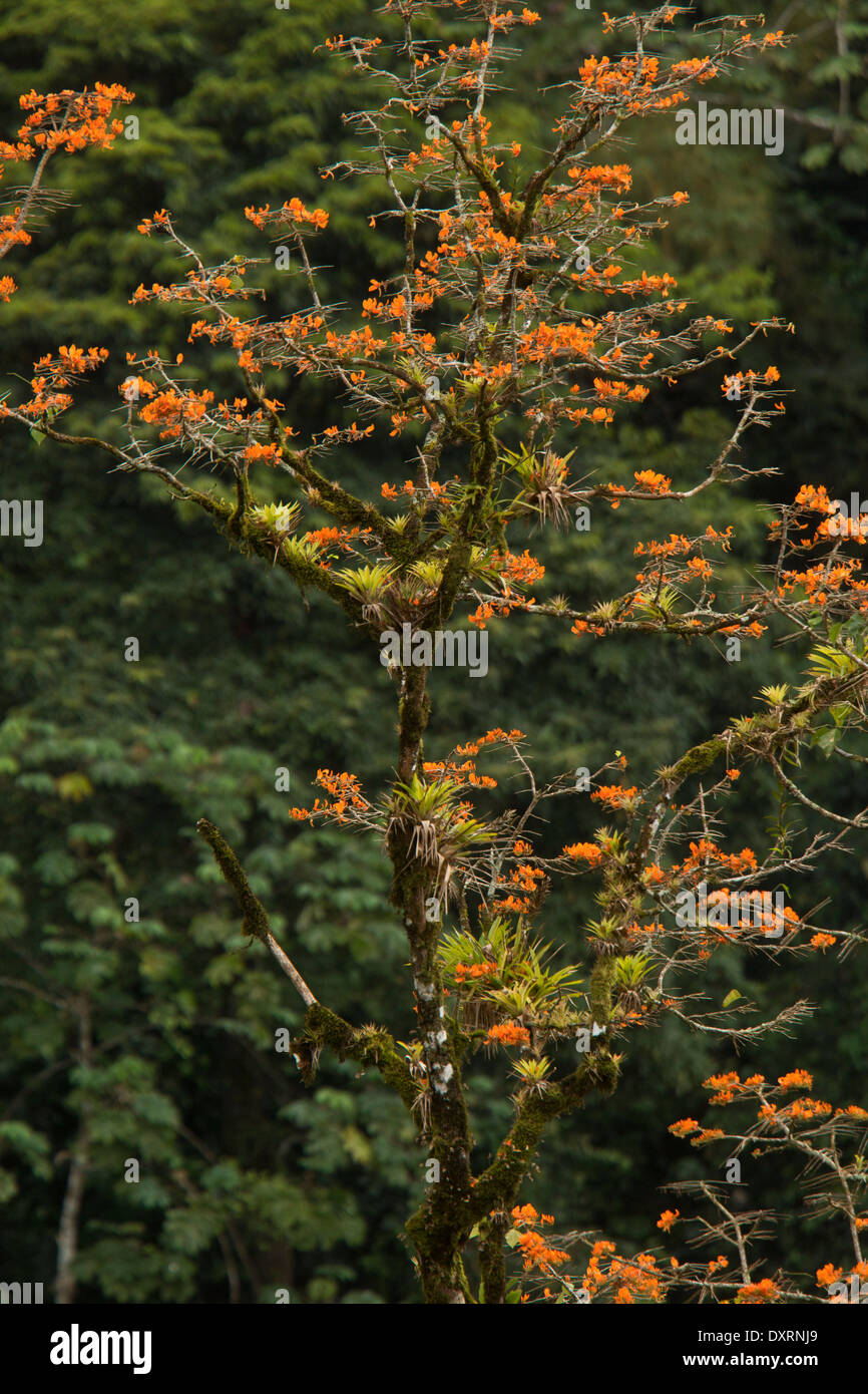 Mountain immortelle Erythrina poeppigiana tree in flower, covered with ...