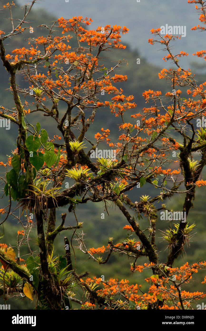 Mountain immortelle Erythrina poeppigiana tree in flower, covered with ...