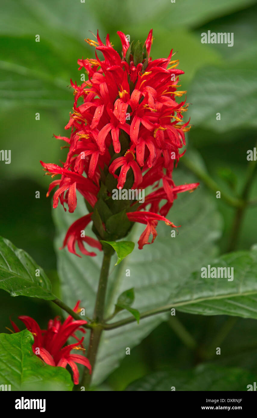 Cardinal's Guard or Black Stick, Pachystachys coccinea Stock Photo - Alamy