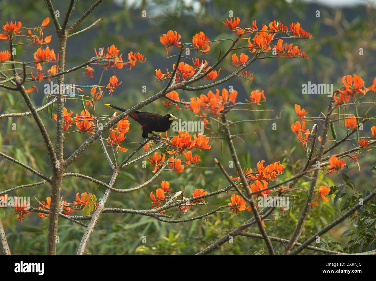Immortelle Tree High Resolution Stock Photography and Images - Alamy