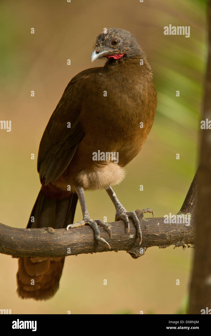 Ortalis ruficauda bird hi-res stock photography and images - Alamy