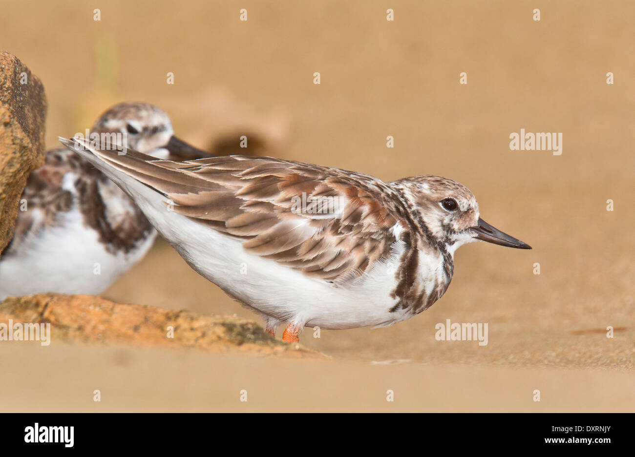 Non-breeding adult Ruddy Turnstone , Arenaria interpres morinella, on ...