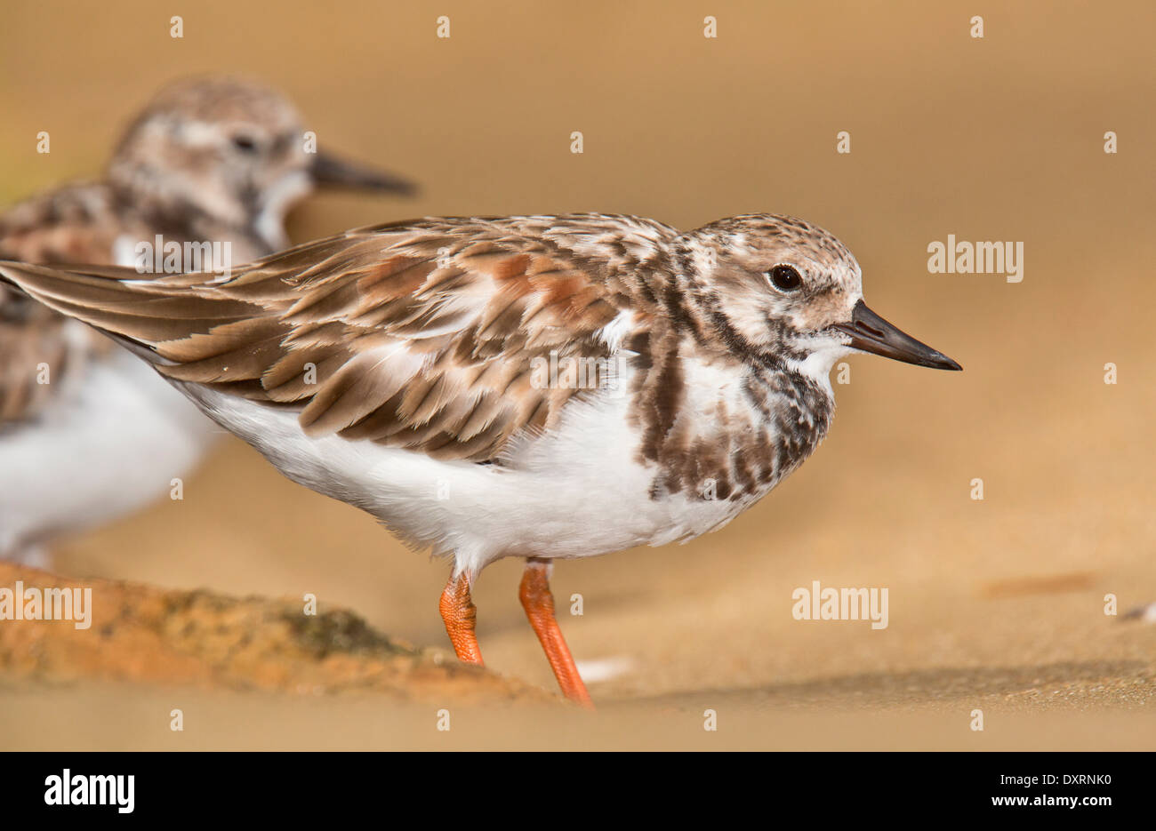 Non-breeding adult Ruddy Turnstone , Arenaria interpres morinella, on ...