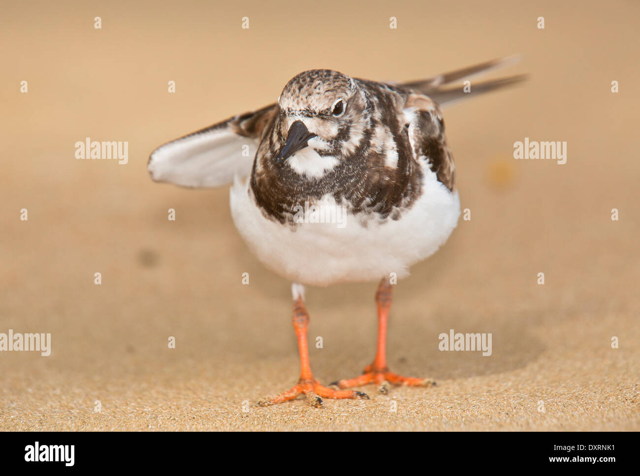 Non-breeding adult Ruddy Turnstone , Arenaria interpres morinella, on ...