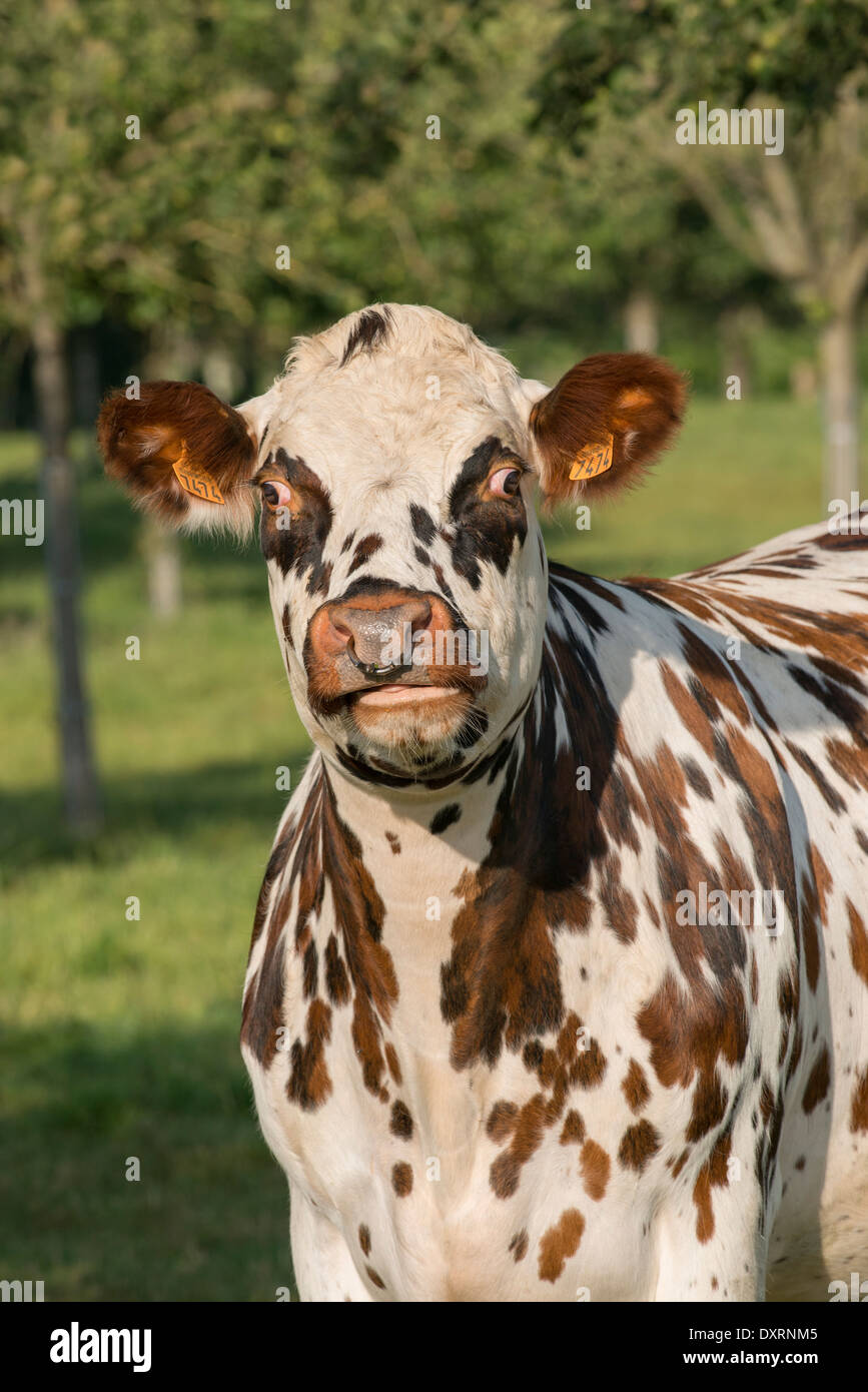 Normand cow breed hi-res stock photography and images - Alamy