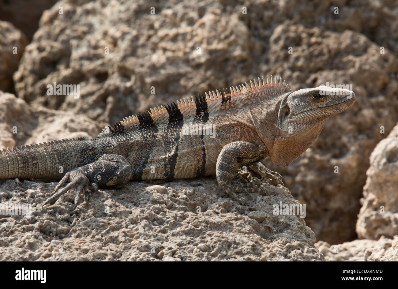 Black spiny-tailed iguana, black iguana, or black Ctenosaur, Ctenosaura ...
