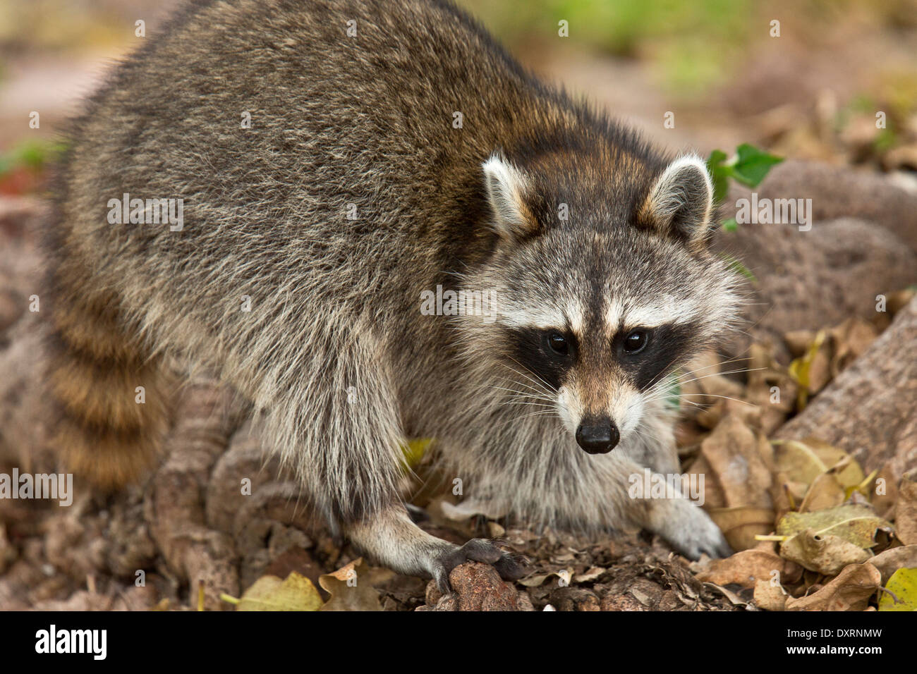 Raccoon or racoon, Procyon lotor searching for food among tree roots ...