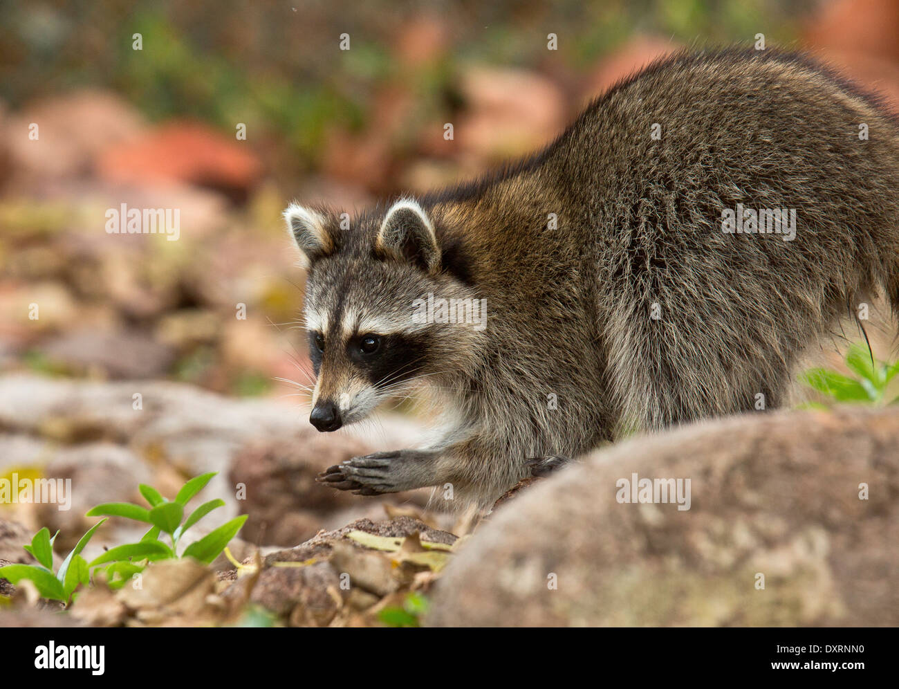 Florida racoon hi-res stock photography and images - Alamy