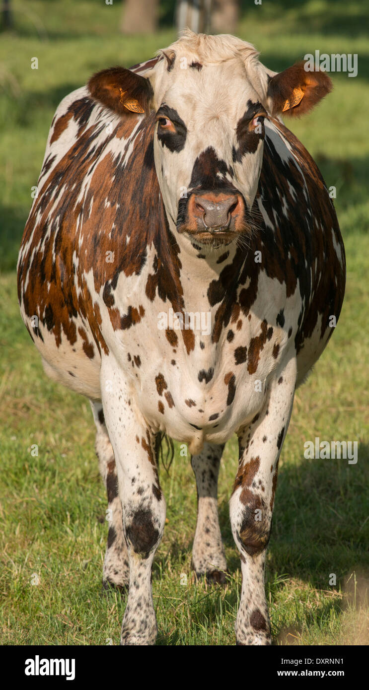 Normand cow breed hi-res stock photography and images - Alamy