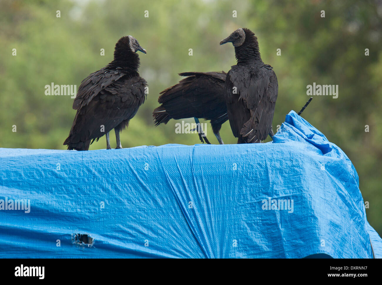 Black Vulture Coragyps atratus or American Black Vulture, attacking ...