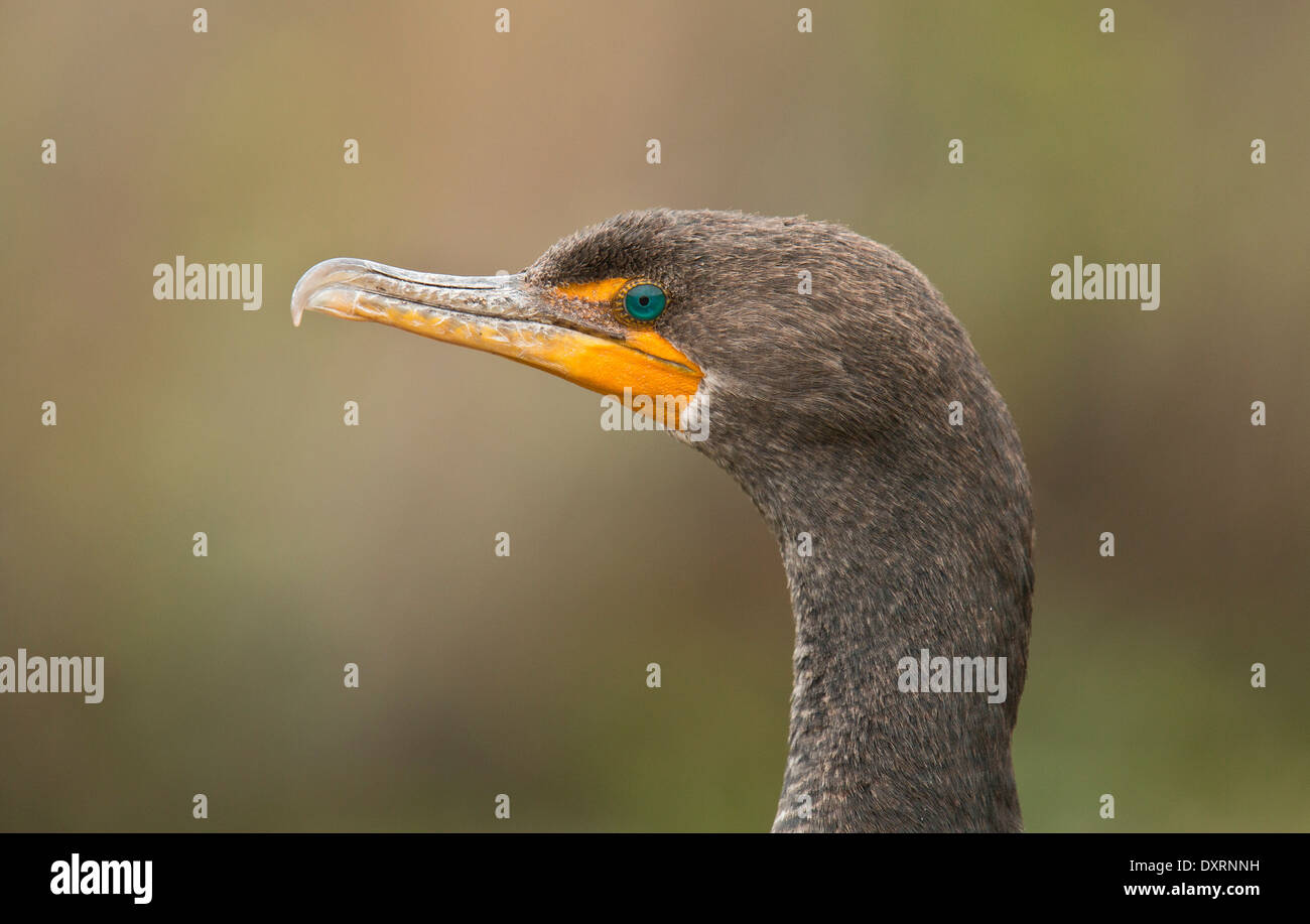 Double-crested Cormorant Phalacrocorax auritus, close-up of head ...