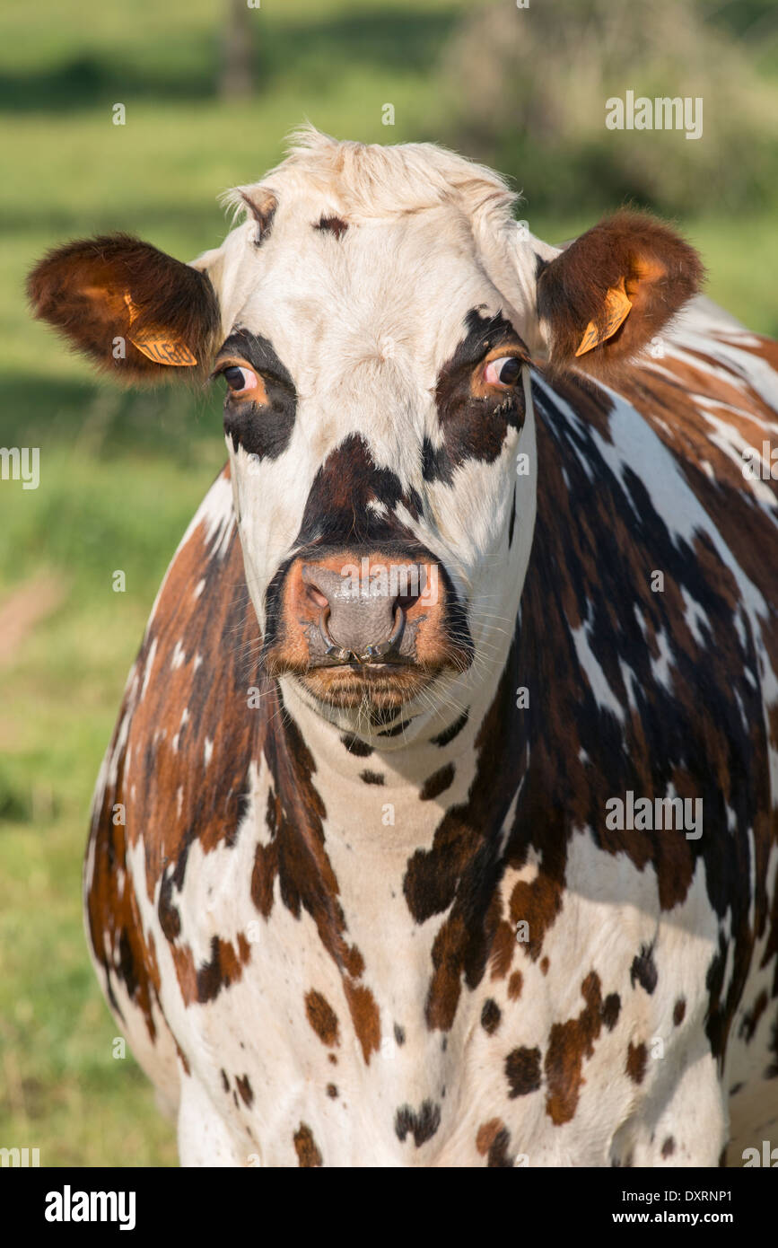 Normand cow breed hi-res stock photography and images - Alamy