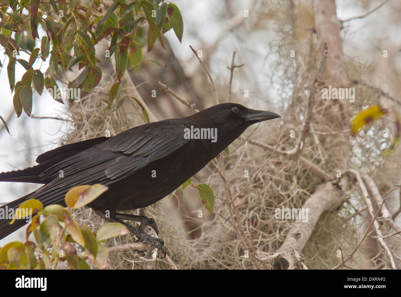 American Crow, Corvus brachyrhynchos perched in tree with Spanish Moss ...