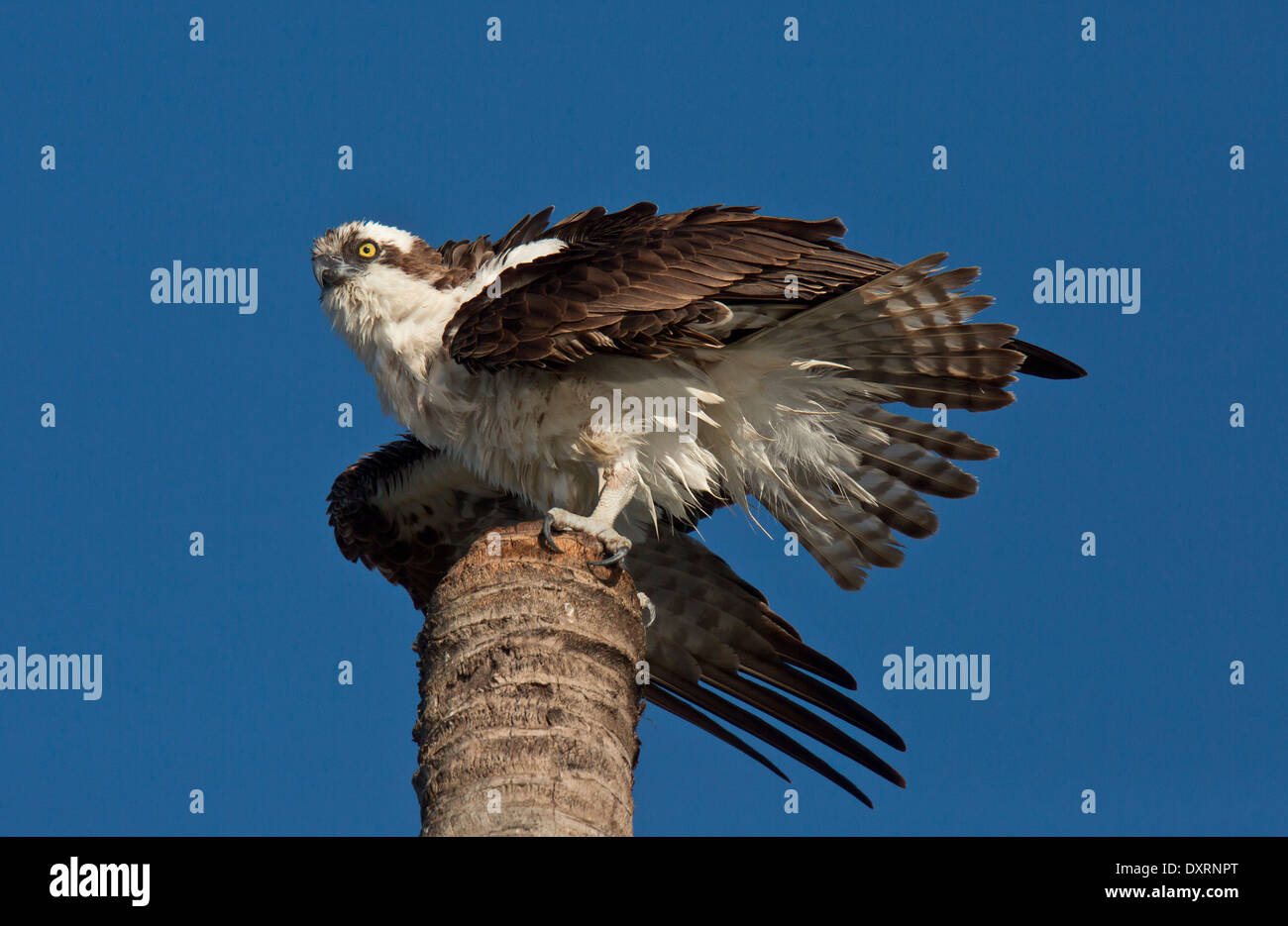 Osprey Pandion haliaetus, also known as sea hawk, fish eagle, river ...