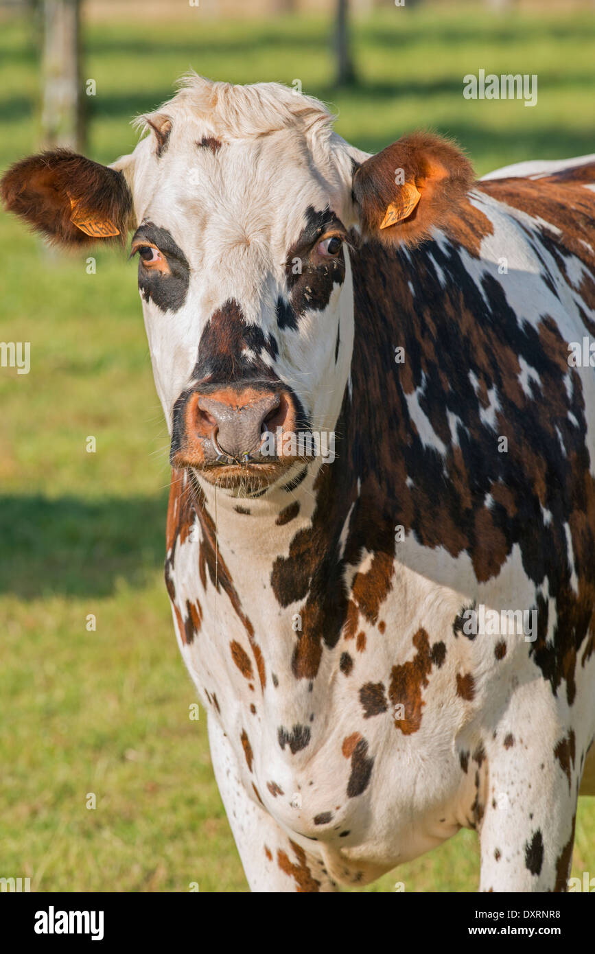 Normande Cow France High Resolution Stock Photography and Images - Alamy