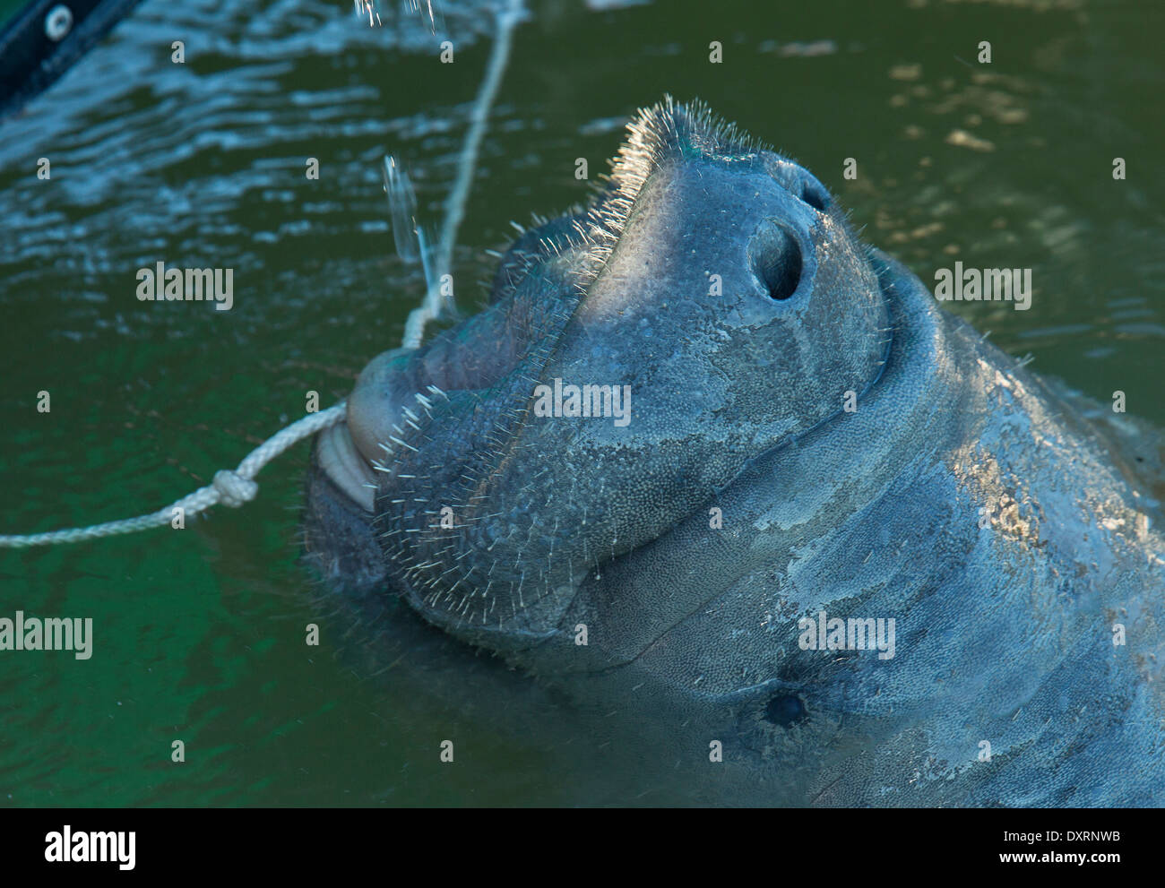Florida Manatee, Trichechus manatus latirostris feeding on algae on ...