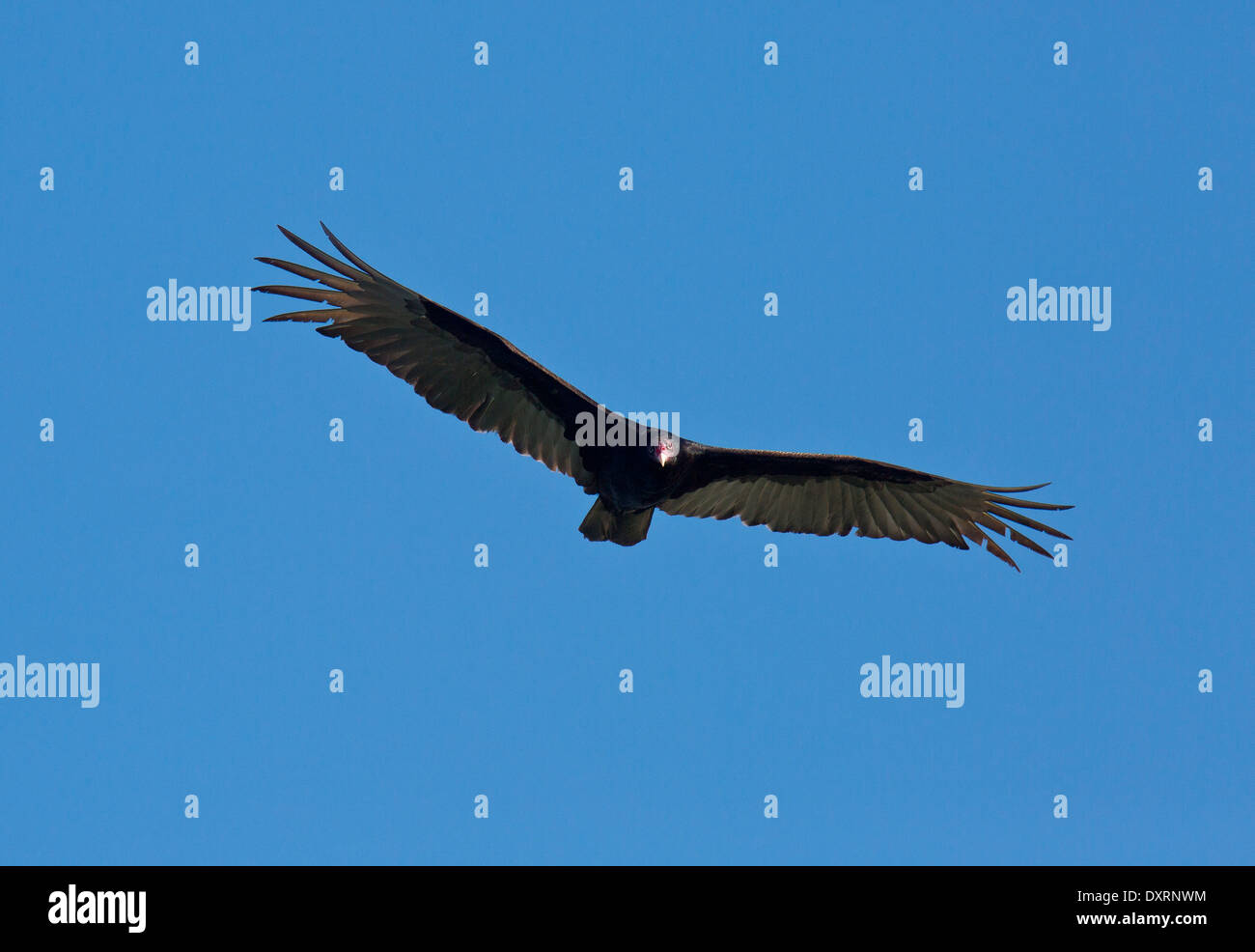 Turkey Vulture Cathartes aura, or turkey buzzard in flight. Florida ...