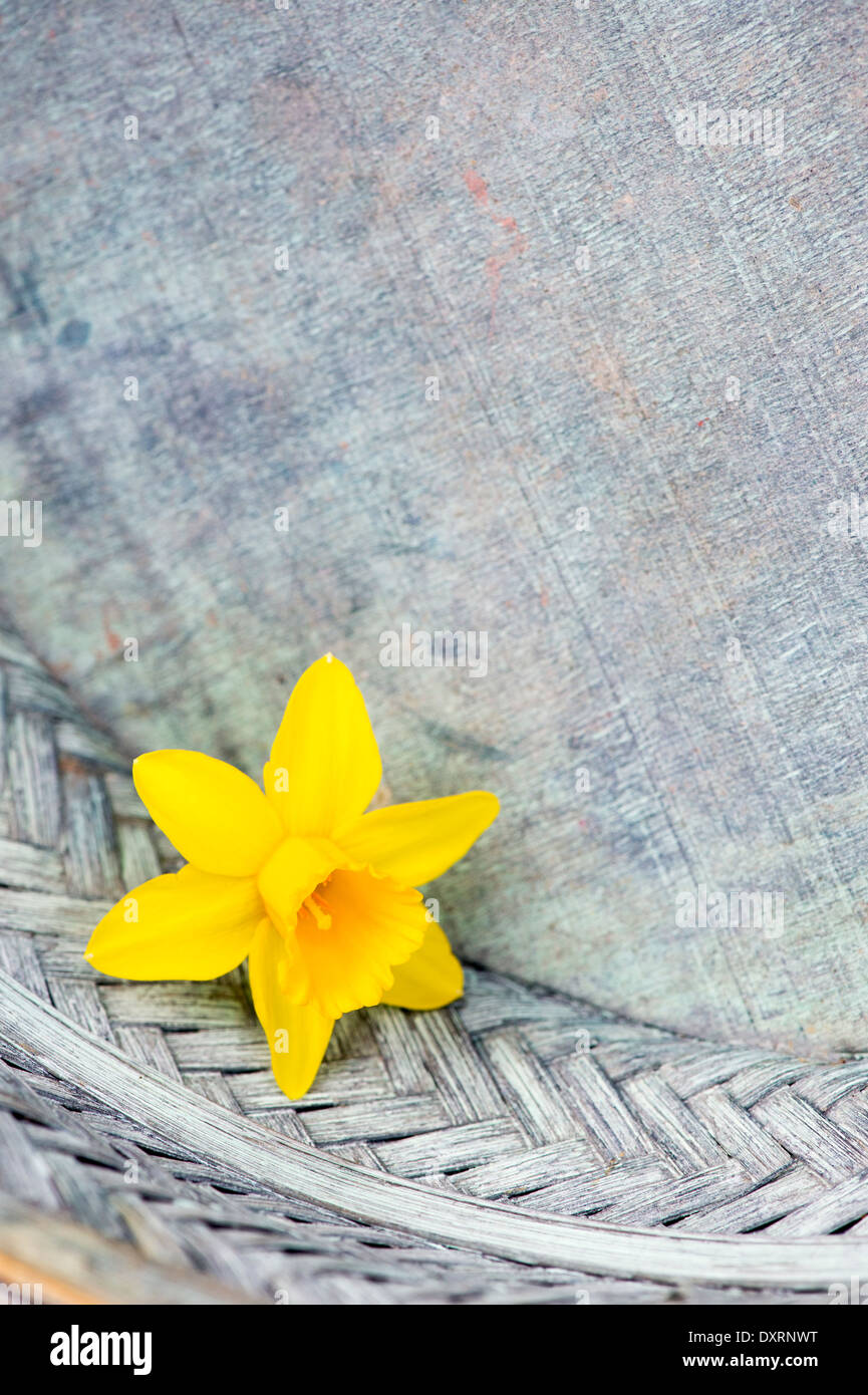 Narcissus / Daffodil flower head in a painted basket Stock Photo - Alamy