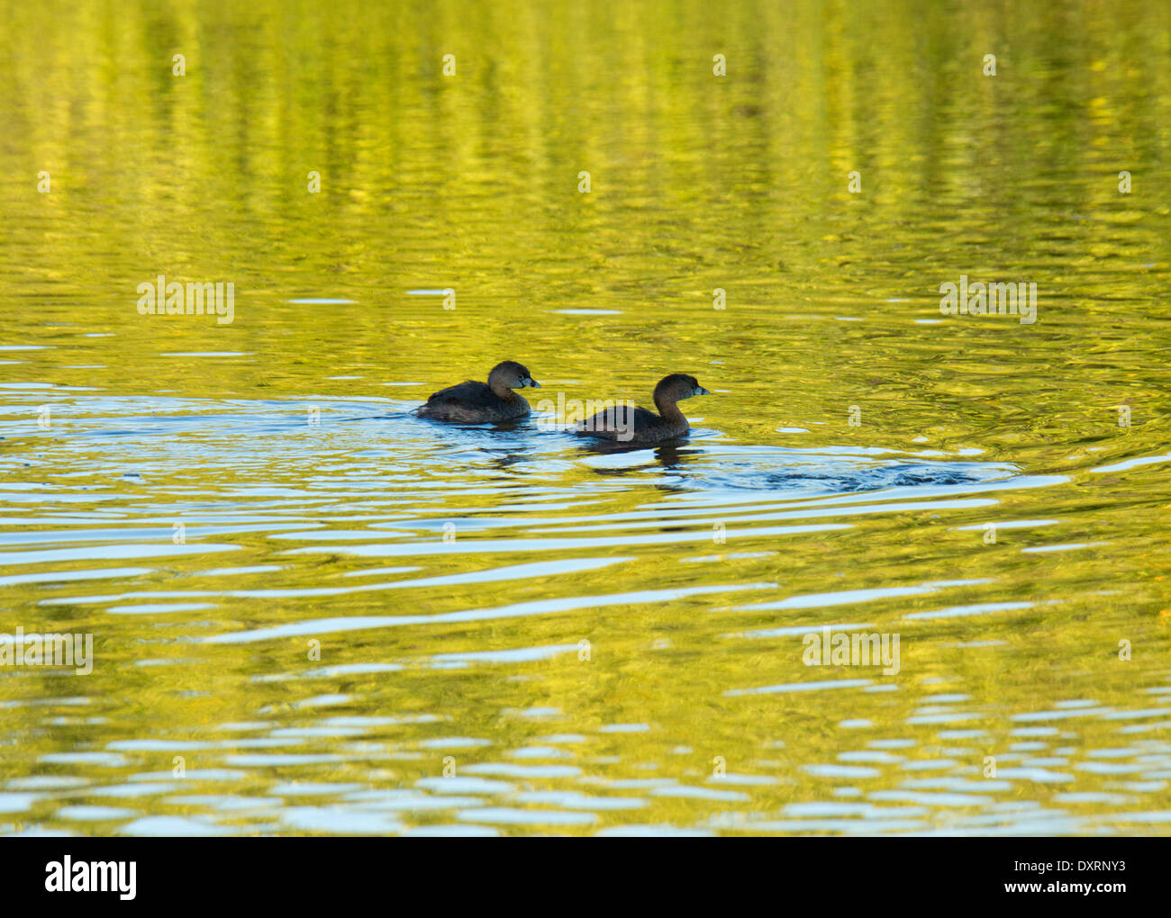 Pied-billed Grebes, Podilymbus podiceps, on water, early morning Stock ...