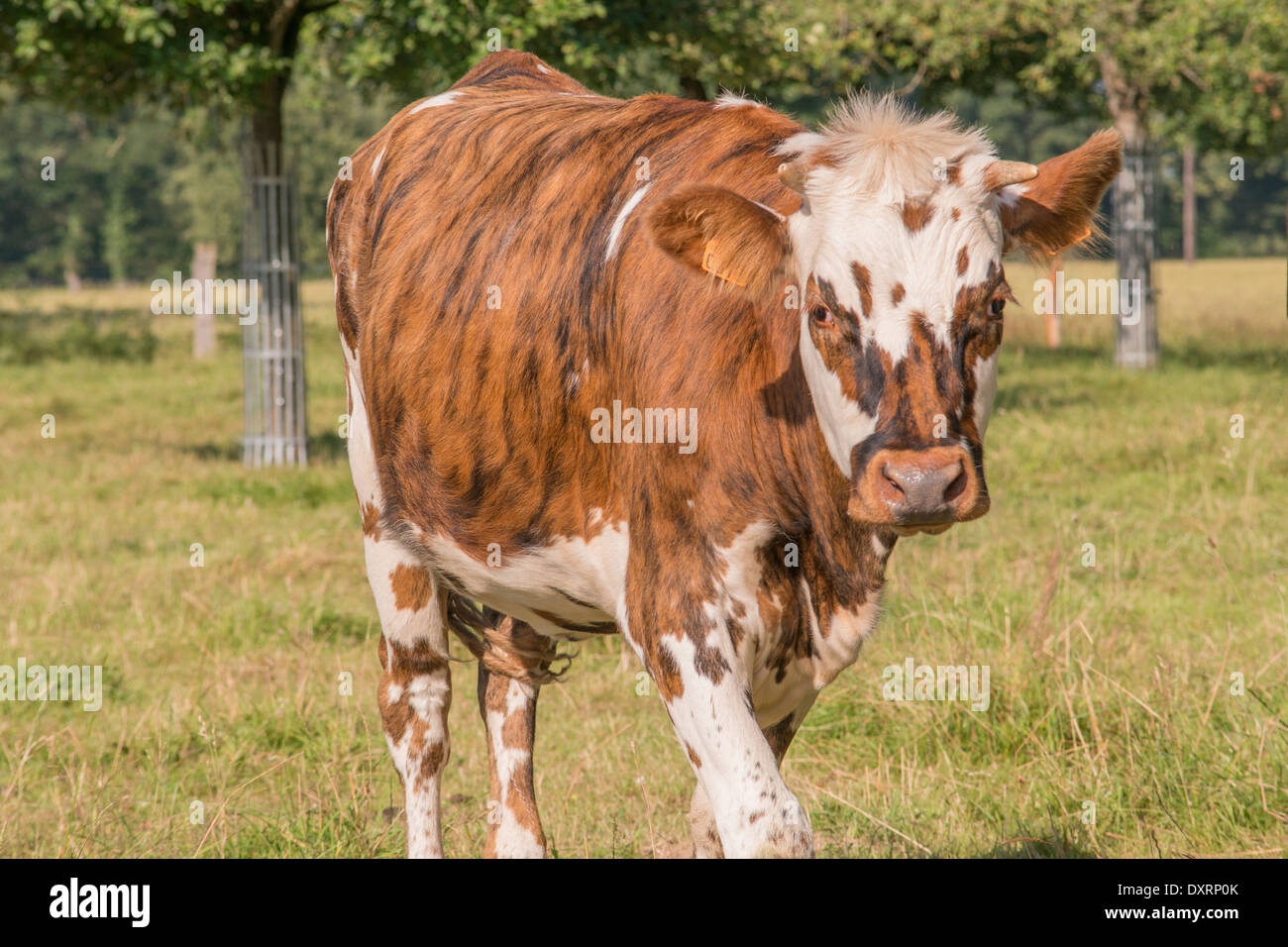 Normand cow breed hi-res stock photography and images - Alamy