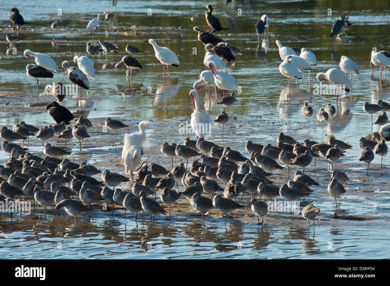 White ibis roosting mudbank hi-res stock photography and images - Alamy