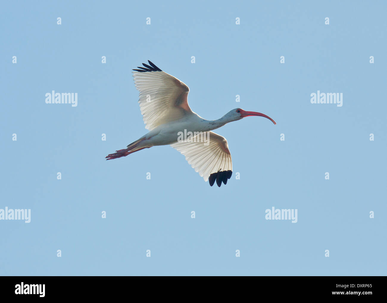 American White Ibis Eudocimus albus in flight, evening light. Florida ...