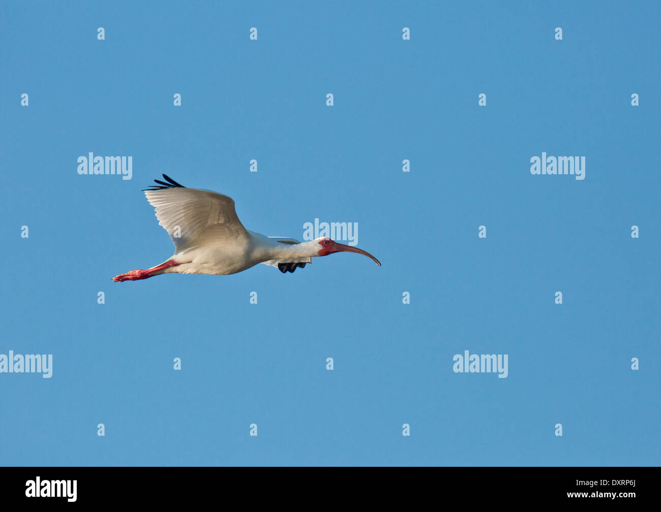 American White Ibis Eudocimus albus in flight. Florida Stock Photo - Alamy