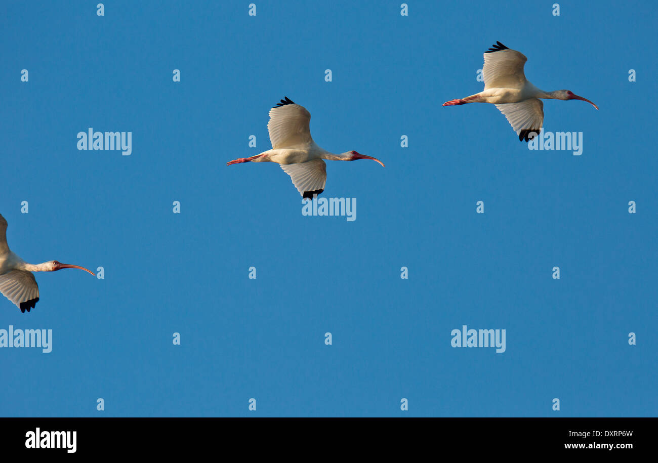American White Ibis Eudocimus albus in flight, Florida Stock Photo - Alamy