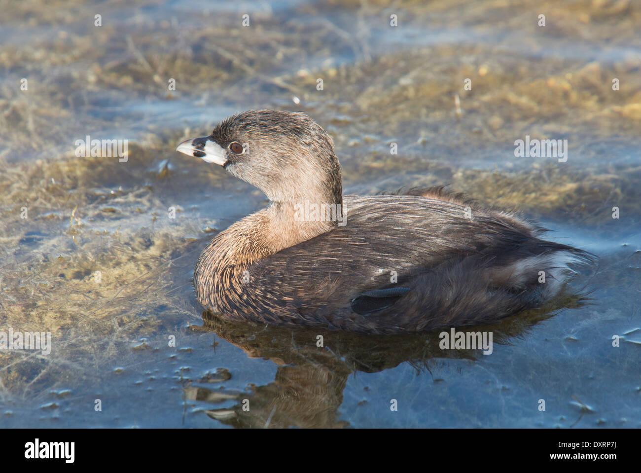 Pied-billed Grebes, Podilymbus podiceps Stock Photo - Alamy