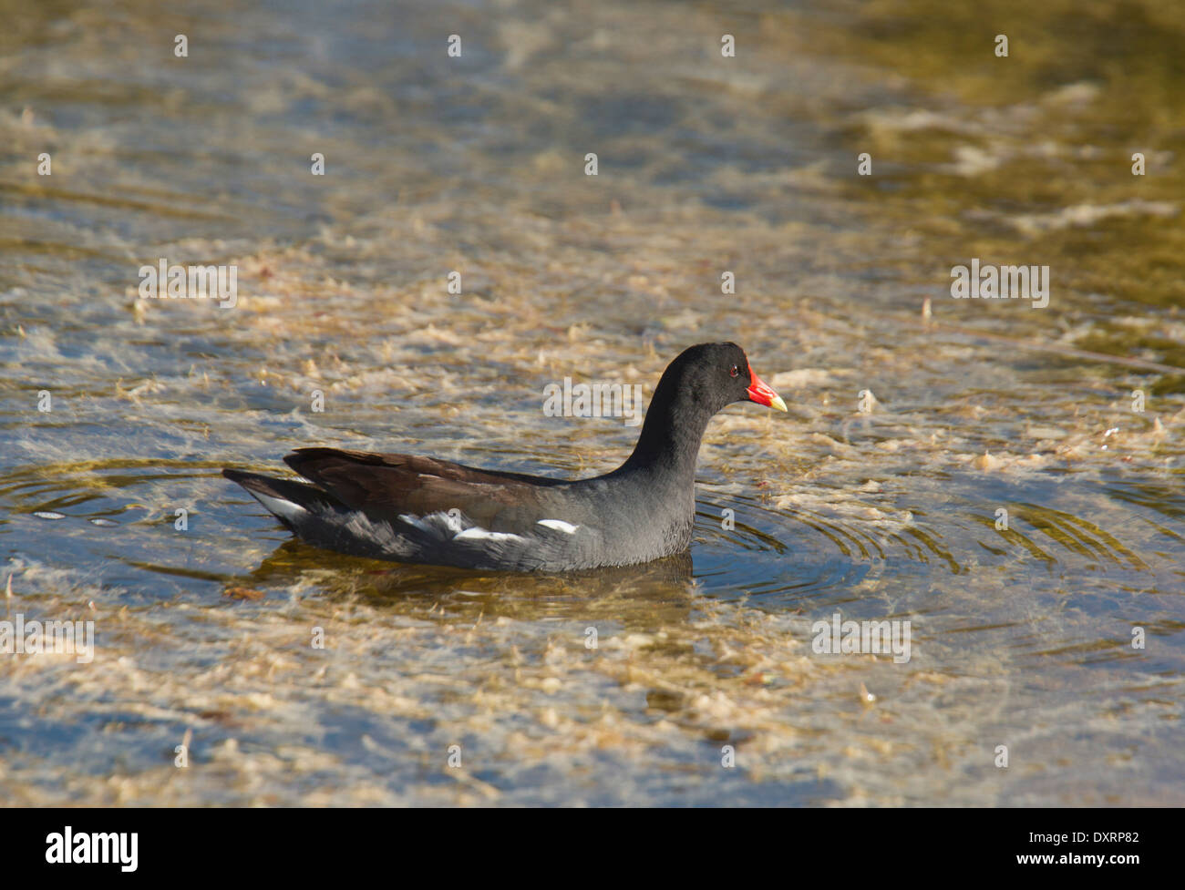 Common Gallinule Gallinula galeata (formerly moorhen in USA) on lake ...