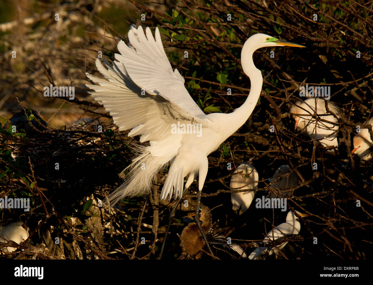 Great white egrets mating hi-res stock photography and images - Alamy