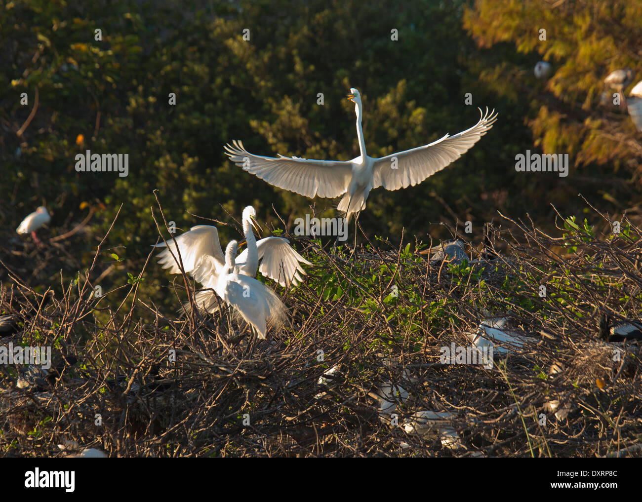 Great white egrets mating hi-res stock photography and images - Alamy