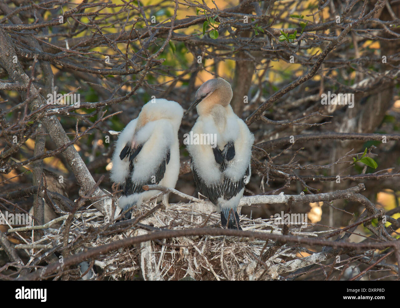 Juvenile anhinga hi-res stock photography and images - Alamy