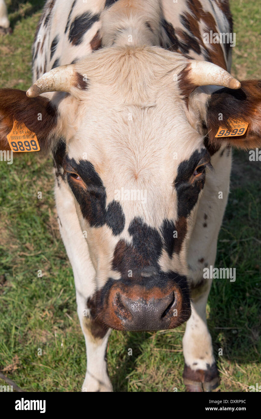 Normand cow breed hi-res stock photography and images - Alamy