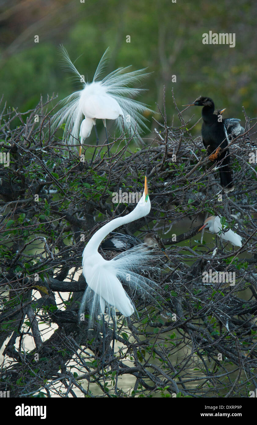 Great Egrets Ardea alba egretta, (Large Egret or Great White Heron ...