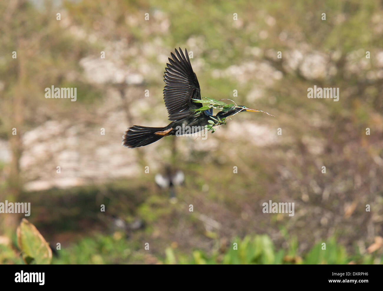 Anhinga, Anhinga anhinga, or Snakebird, Darter, American Darter in ...