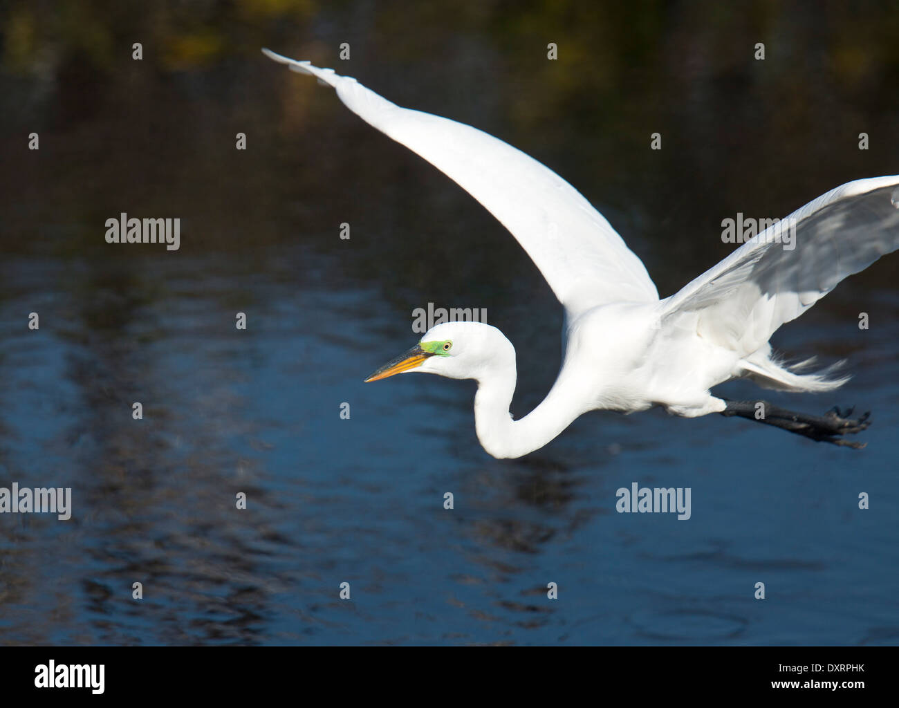 Great Egret Ardea alba egretta, (or Large Egret or Great White Heron ...