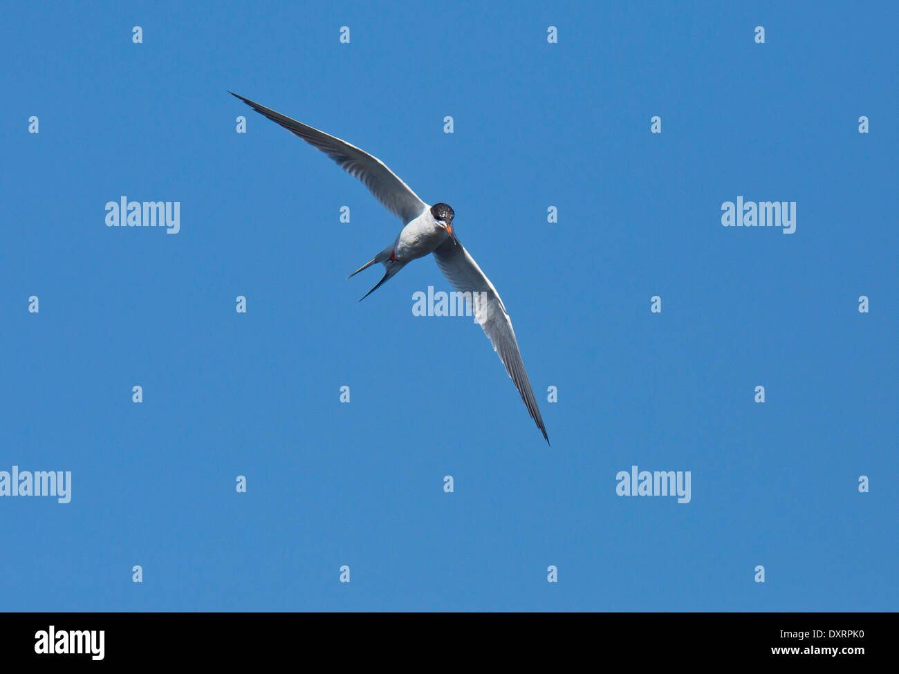 Forster's Tern, Sterna forsteri in flight, in winter plumage ...