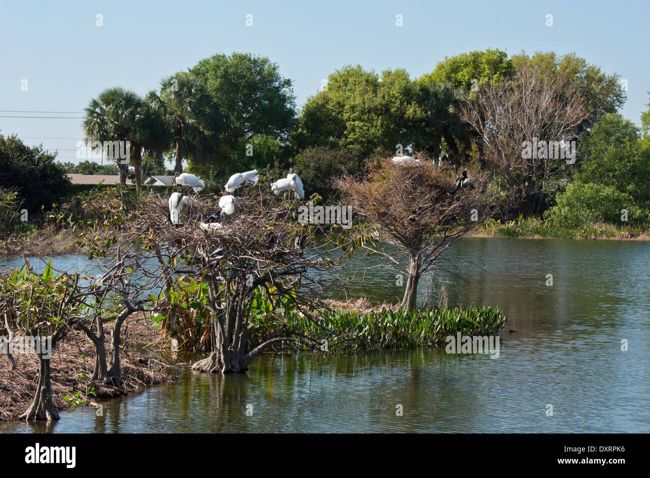 Wood Stork Mycteria americana breeding colony at Wakodahatchee Wetlands ...