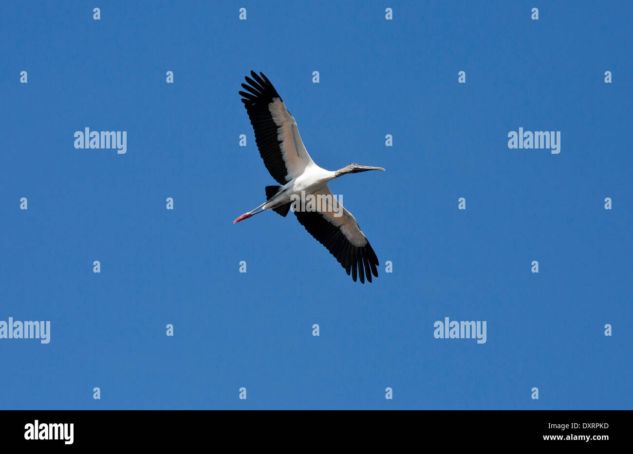 Wood Stork Mycteria americana in flight at Wakodahatchee Wetlands, Palm ...