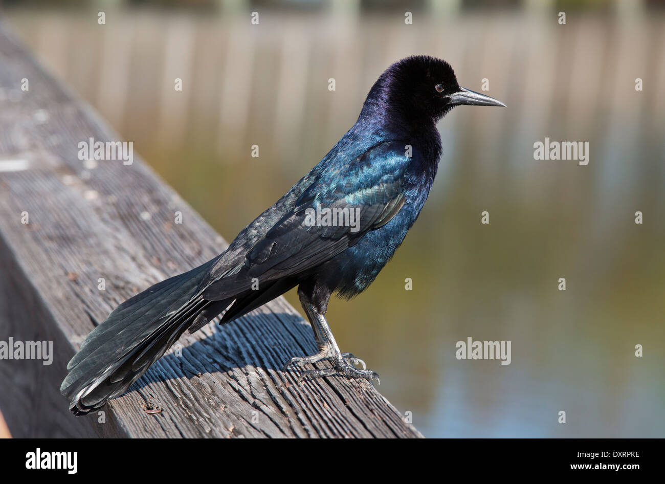 Boat-tailed Grackle Quiscalus major at Wakodahatchee Wetlands, Palm ...