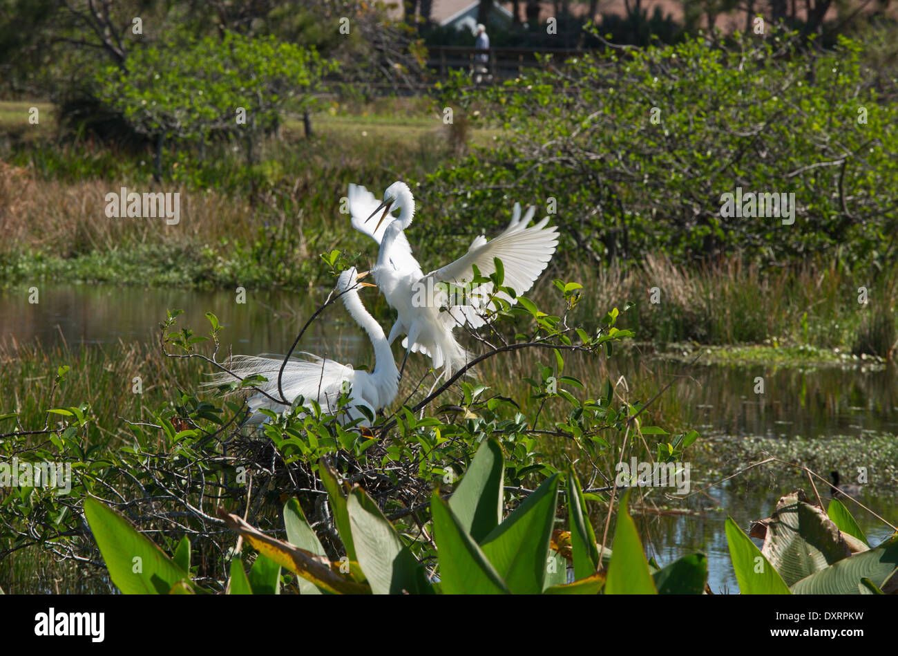Great white egret pair hi-res stock photography and images - Alamy