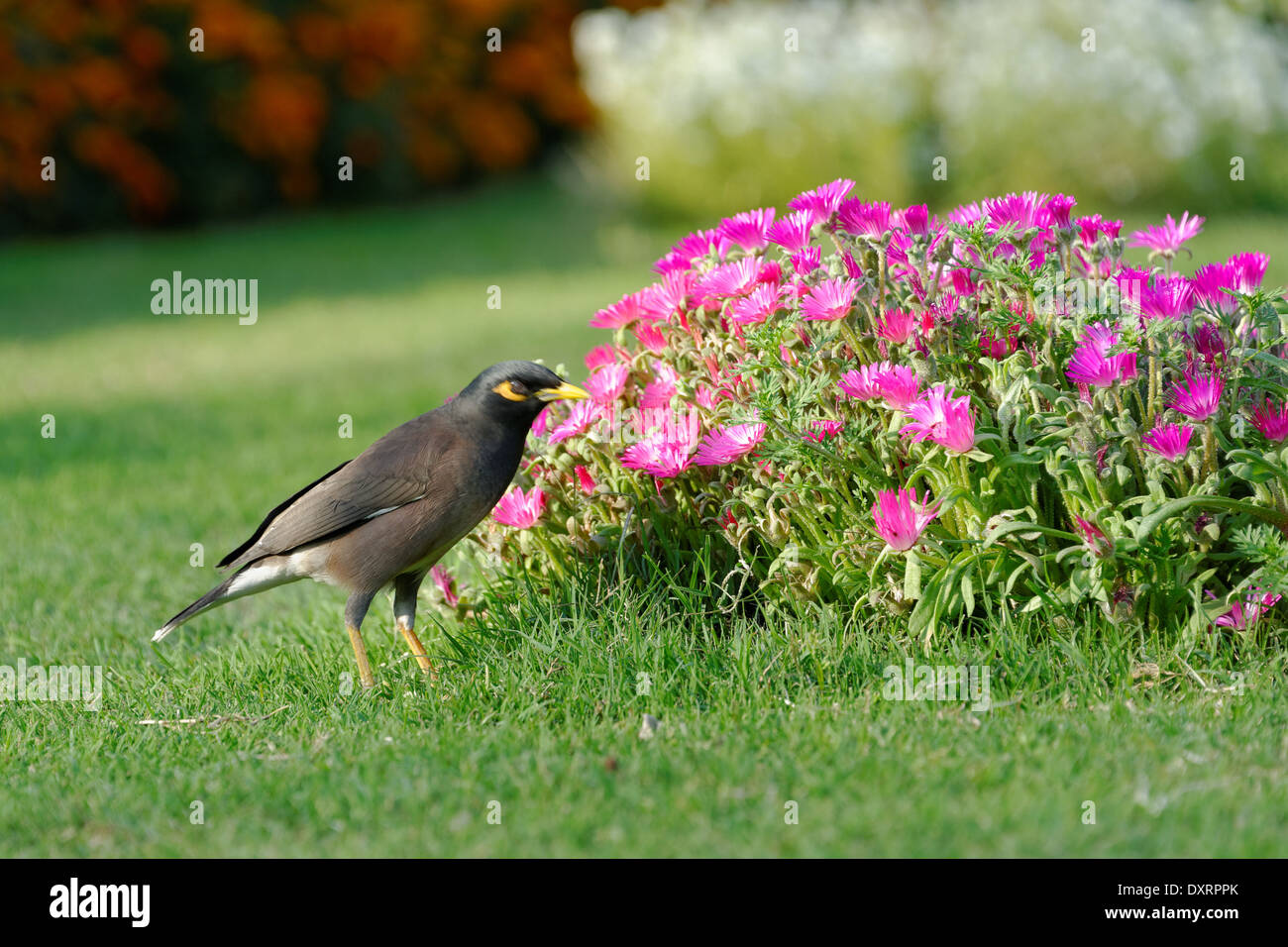 Mynas of india hi-res stock photography and images - Alamy