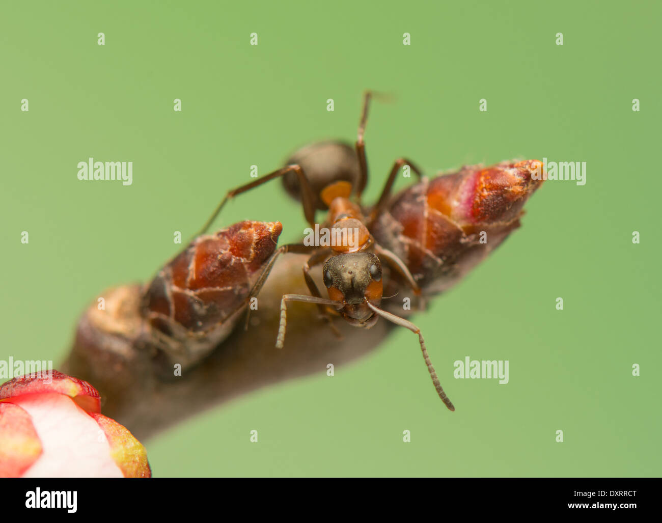 Ant insect hi-res stock photography and images - Alamy
